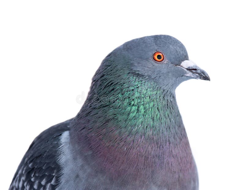 Full Kropp För Stående Av Vit Bakgrund För Manlig För Hastighet För ...