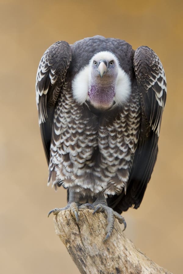 Gamvråk, Medan äta Ett Dött Djur Arkivfoto - Bild av aviär, bifokal ...