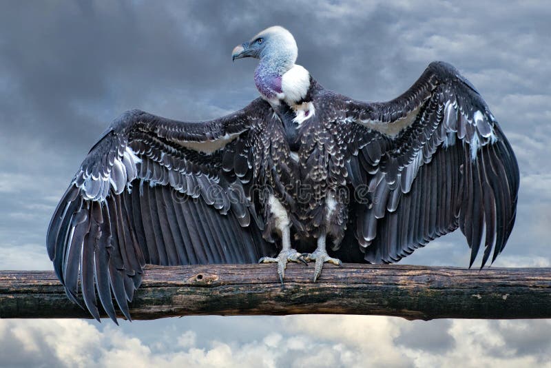 Gamvråk, Medan äta Ett Dött Djur Arkivfoto - Bild av aviär, bifokal ...