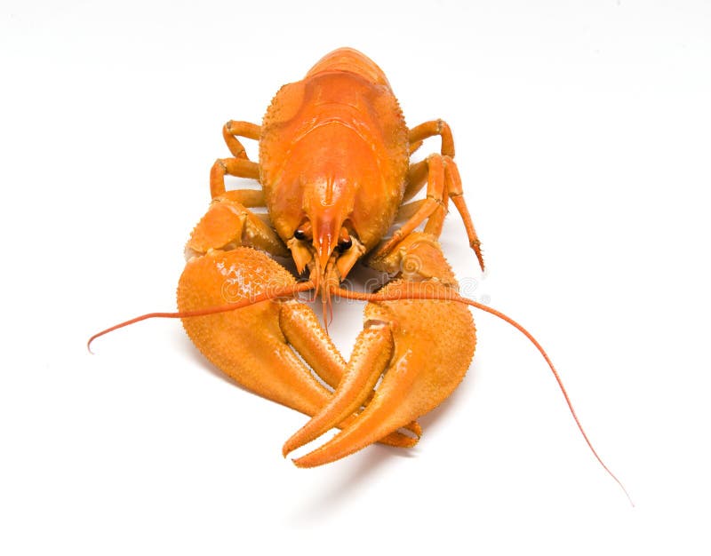 Kokt Crawfish Röd Kräfta Kräfta Isolerad Kräfta Varma Crawfish Hummer ...