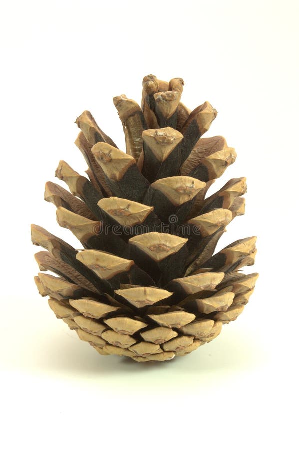 Piny kotte arkivfoto. Bild av kotte, panera, close, medf8ort - 5552846