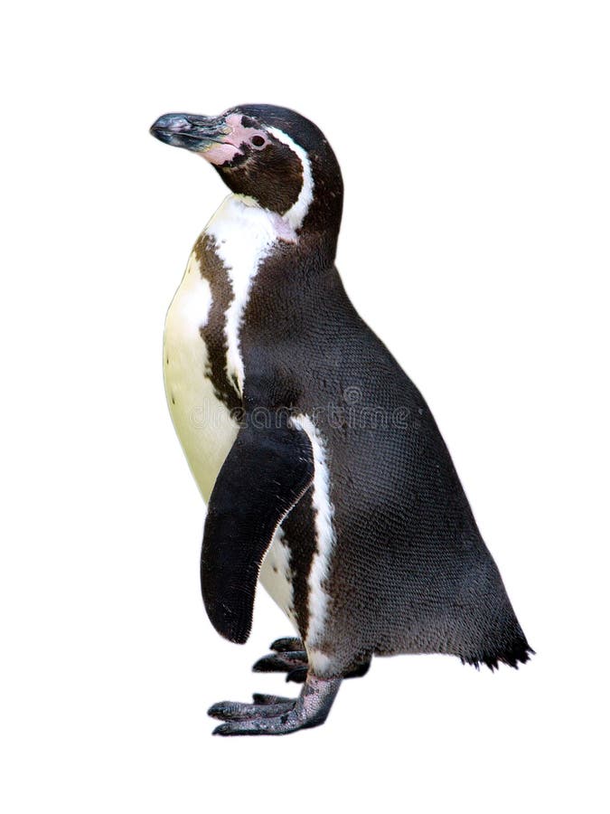 Isolerad pingvin arkivfoto. Bild av antarktisk, huvud - 2359904