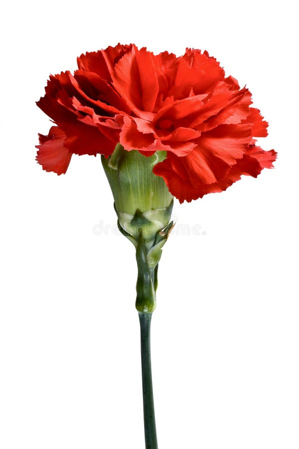 Isolerad Red För Nejlika Blomma Arkivfoto - Bild av stängning, botanisk ...