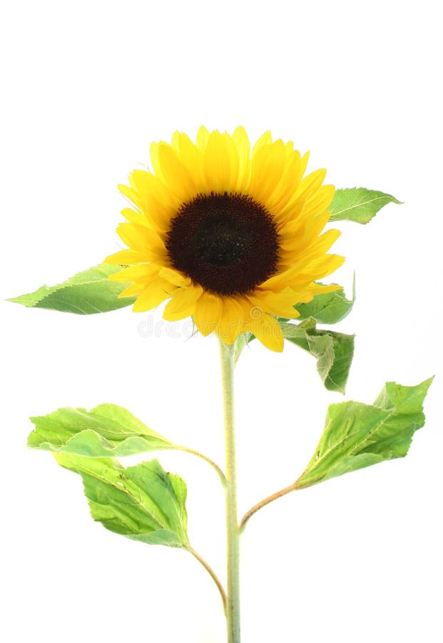 Solros Isolerad Vit Bakgrund Fotografering för Bildbyråer - Bild av ...