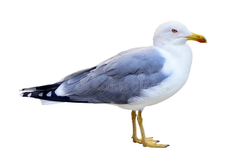 Isolerad stående Seagull fotografering för bildbyråer. Bild av profil ...