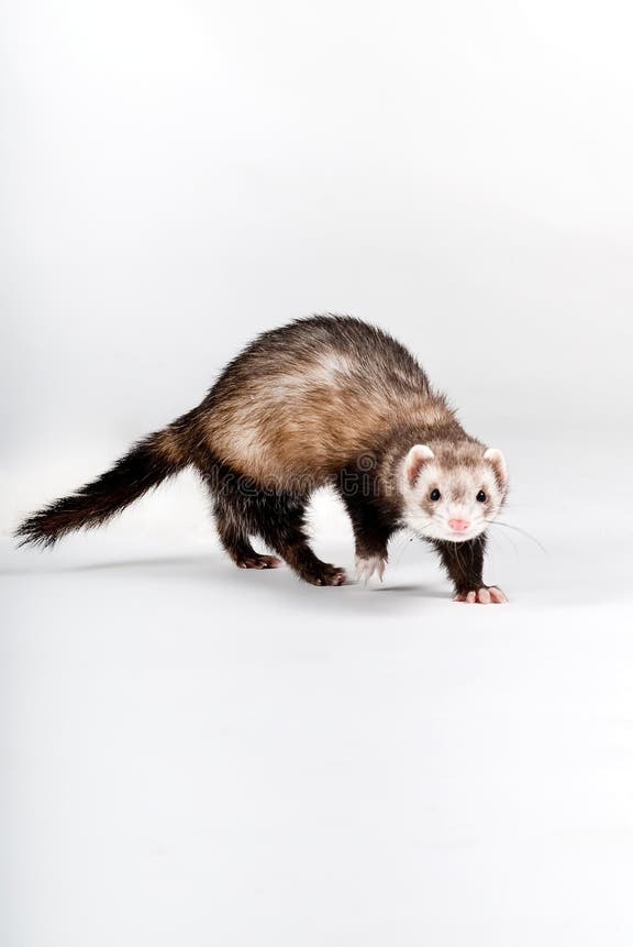 Isolerad vessla fotografering för bildbyråer. Bild av nyfiket - 10633785