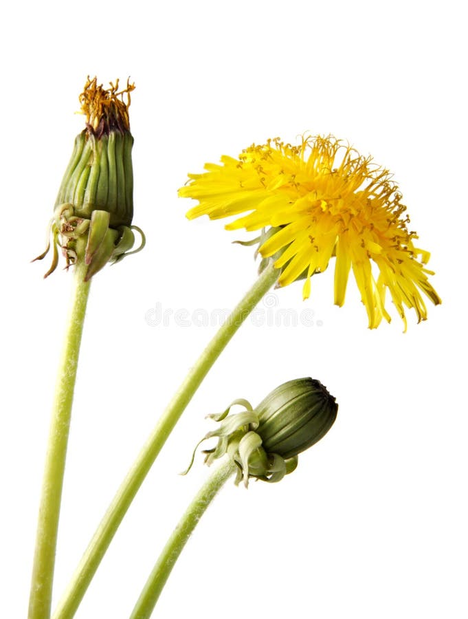 Isolerad White För Maskros Blomma Fotografering för Bildbyråer - Bild ...