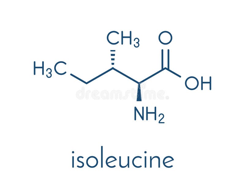 Isoleucine L-isoleucine, Ile, I Amino Acid Molecule. Skeletal Formula ...