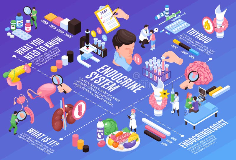 Isometric Endocrinologist Flowchart Stock Vector - Illustration of ...