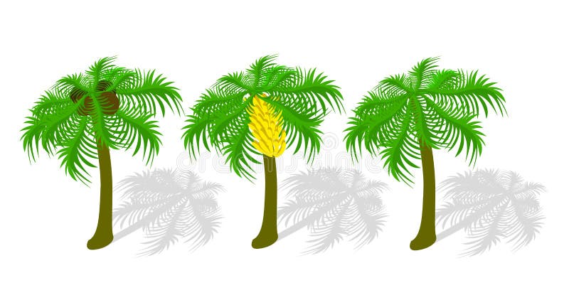 Isometric Evergreen Tropical Palm Trees. Stock Vector - Illustration of ...
