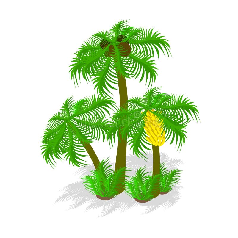 Isometric Evergreen Tropical Palm Trees Set. Stock Vector ...