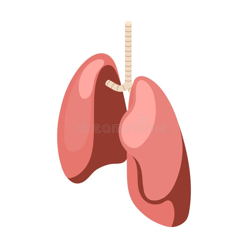 Healthy Lungs Icon stock vector. Illustration of human - 229500877