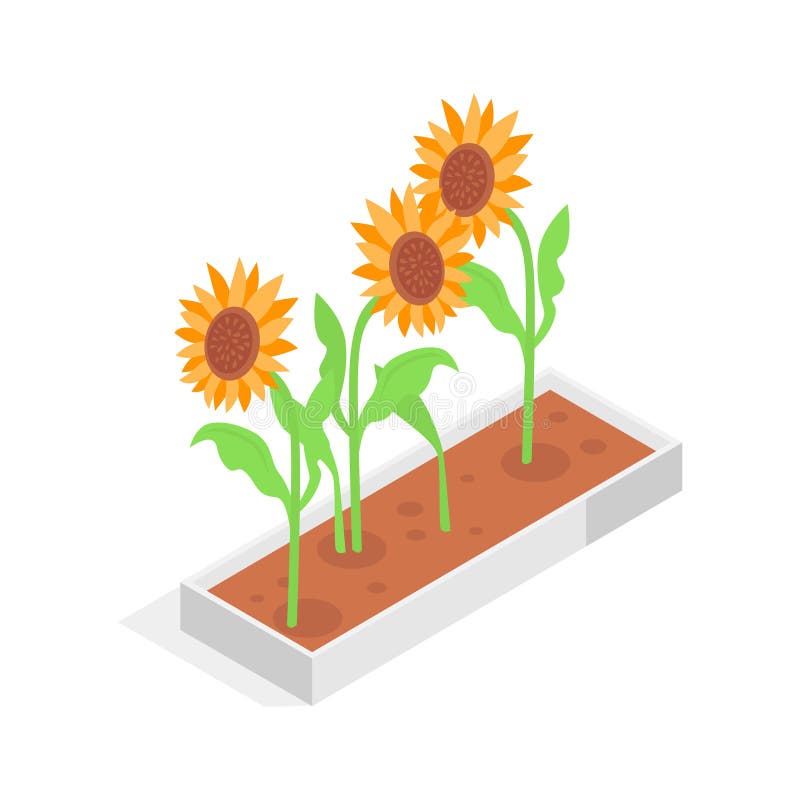 An Isometric Icon of Sunflowers Growing in a Rectangular Planter Box ...