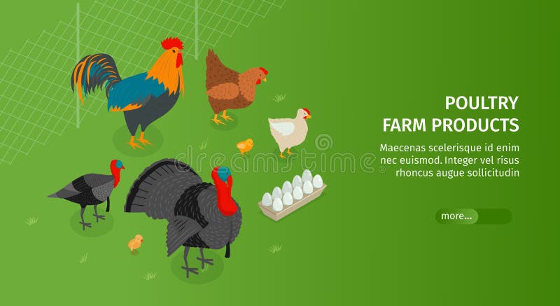 Poultry Farm Products Banner Stock Vector - Illustration of element ...