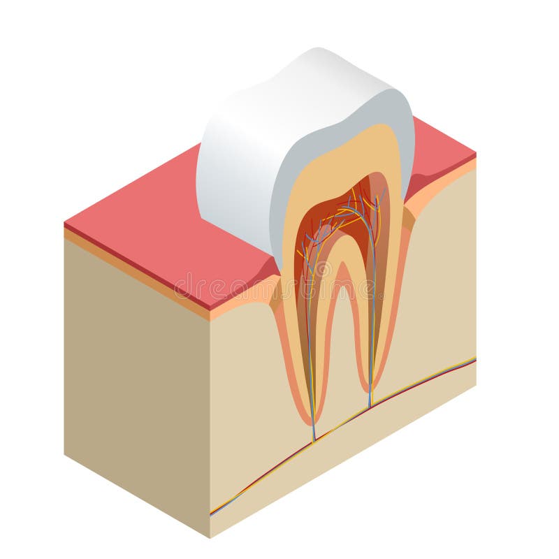 Isometric Real Tooth Anatomy Closeup Cut Away Section Model Side View ...