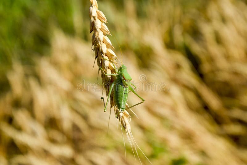 Isophya. Grasshopper is an Isophy on a Wheat Spikelet. Stock Photo ...