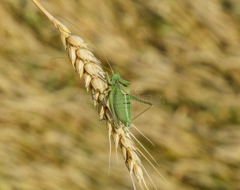 Isophya. Grasshopper is an Isophy on a Wheat Spikelet. Stock Image ...