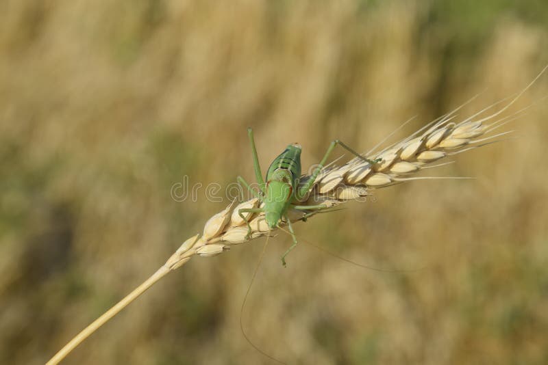 Isophya. Grasshopper is an Isophy on a Wheat Spikelet. Stock Image ...