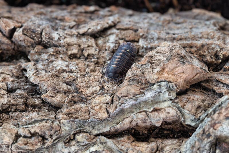 Isopod - Cubaris Amber Ducky, on the Bark in the Deep Forest Stock ...
