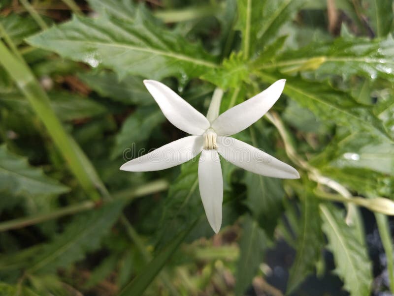 Isotoma longifloraÂ stock image. Image of produce, leaf - 265798843