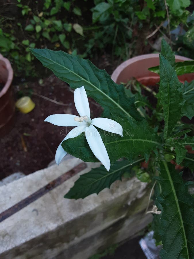 Isotoma Longiflora & X28;bunga Kitolod& X29; Stock Photo - Image of ...