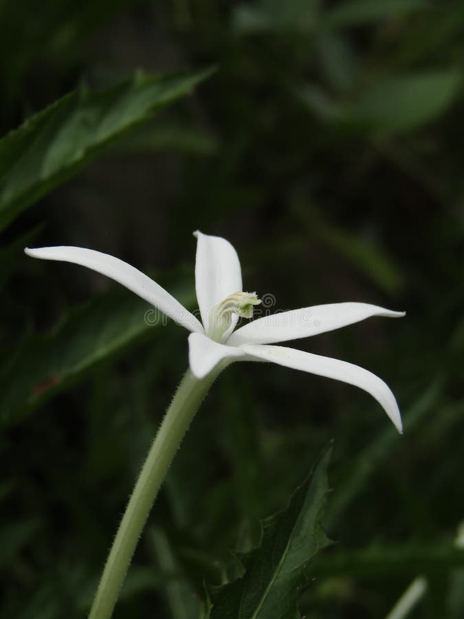 An Isotoma Longiflora Flower that Usually Grows beside the Yard Stock ...
