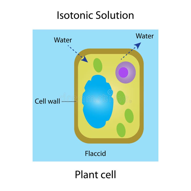 Isotonic Solution Stock Illustrations – 101 Isotonic Solution Stock ...