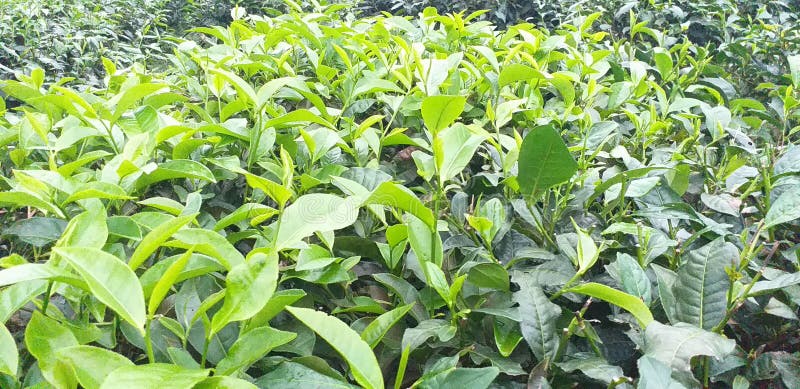 Ispahani tea trees Sylhet stock image. Image of trees - 191633597