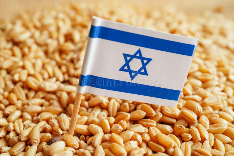 Israel on Grain Wheat, Trade Export and Economy Concept Stock Photo ...