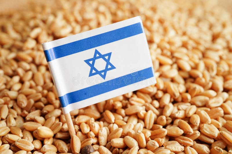Israel on Grain Wheat, Trade Export and Economy Concept Stock Photo ...