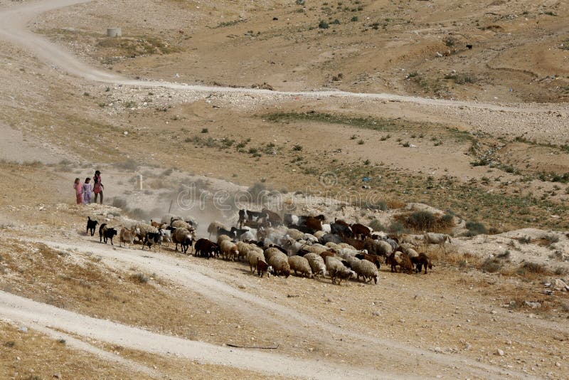 Israel. daily life stock image. Image of israel, shepherd - 237509985