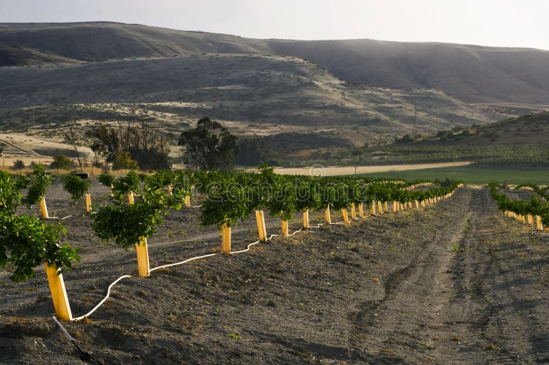 Israel orange groves stock image. Image of juicy, fruity - 5012847