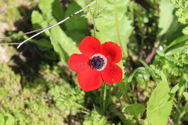 Israel Poppy Anemone stock image. Image of macro, flora - 271787253