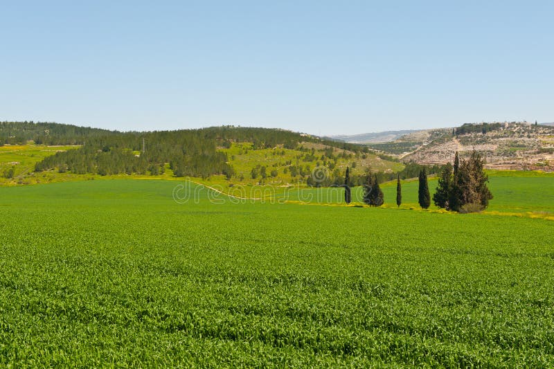 Israel in Spring stock image. Image of ground, foliage - 28213425