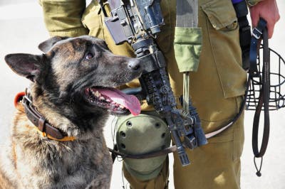 Israeli army attack dog editorial photo. Image of middle - 27684316