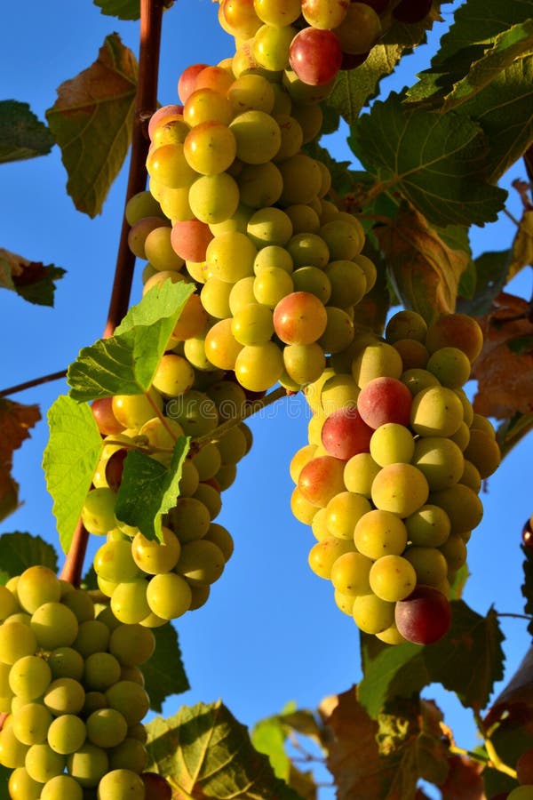 Israeli grapes stock photo. Image of fruits, fruit, cluster - 31861308