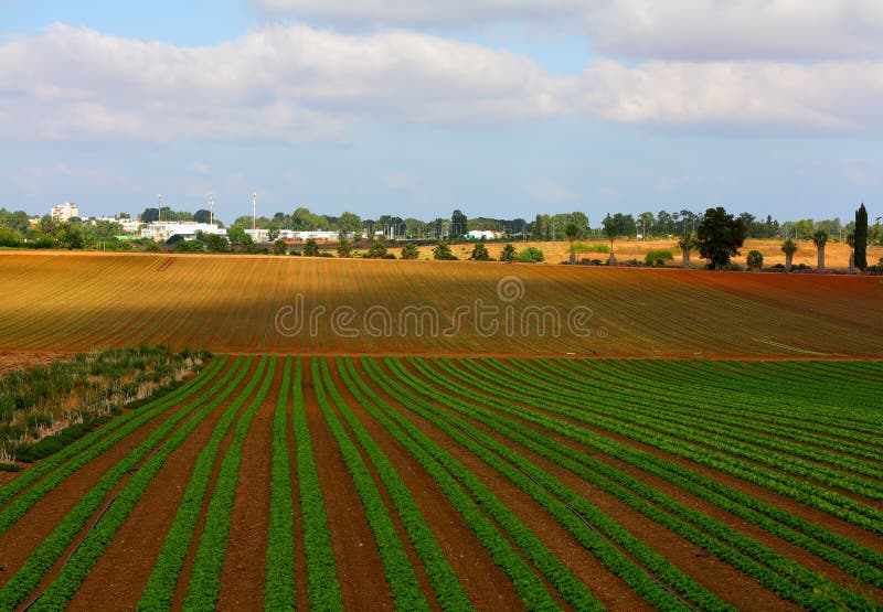 Israeli Landscape with Salad Field Stock Image - Image of organic ...