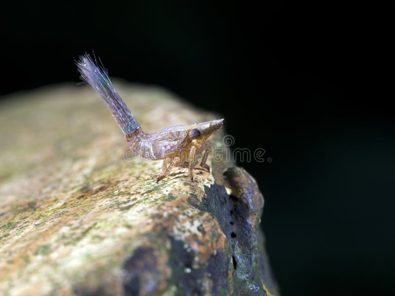 Issidae nymph,insect stock image. Image of macro, nymph - 73422331