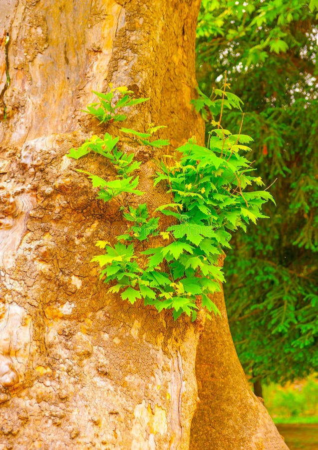 In Istanbul in Turkey stock image. Image of abstract - 62063409