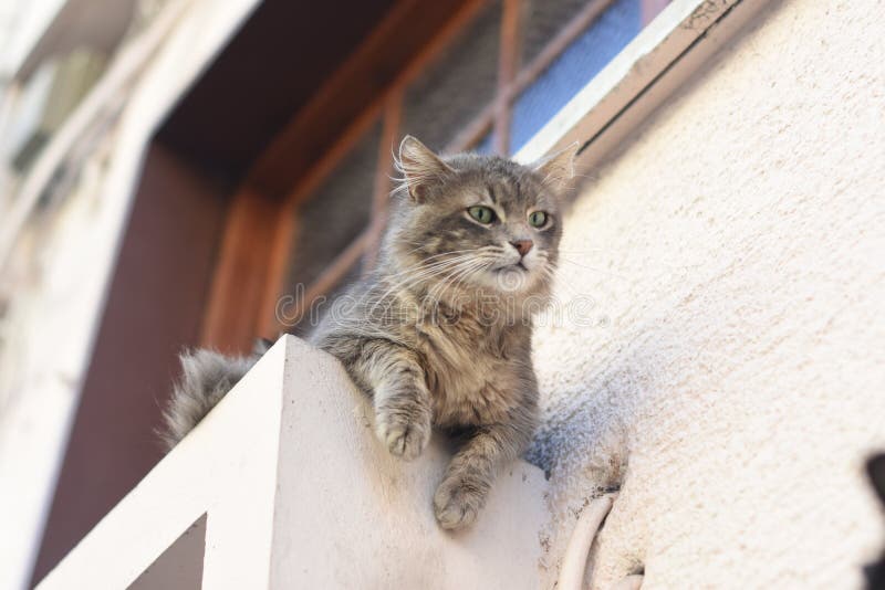 Cat Potrait stock image. Image of beautiful, natural - 112279985