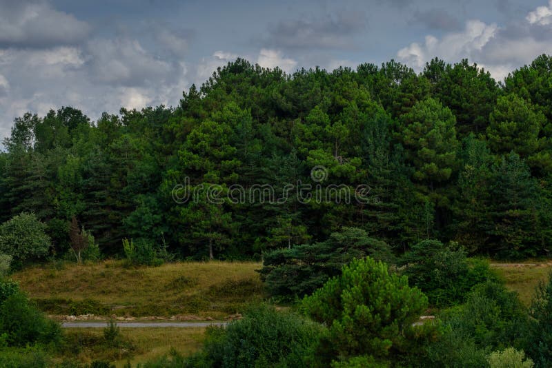 Istanbul, Turkey. View of the Forest at Sunrise Stock Image - Image of ...