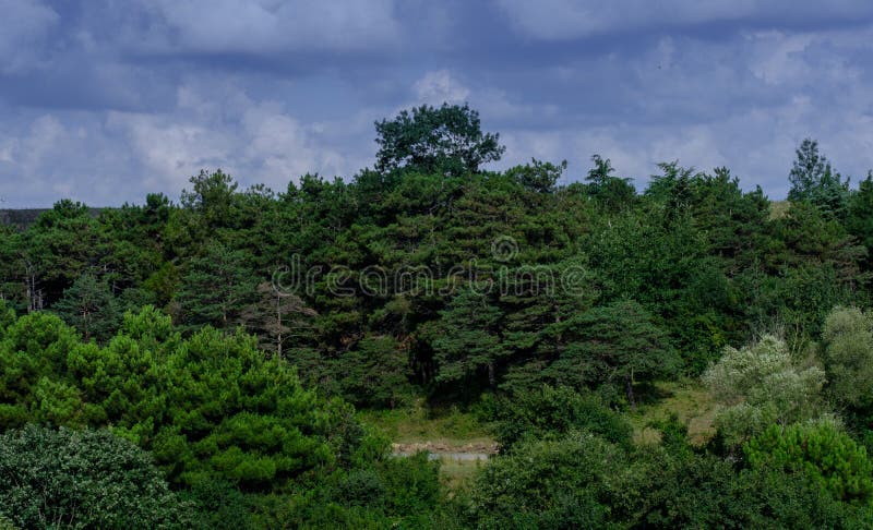 Istanbul, Turkey. View of the Forest at Sunrise Stock Photo - Image of ...