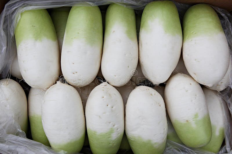 Isto é Rabanete Vegetal Coreano Foto de Stock - Imagem de fazenda ...
