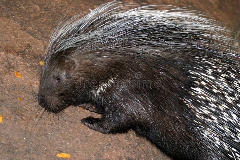 Istrice africano fotografia stock. Immagine di pasci - 17550974