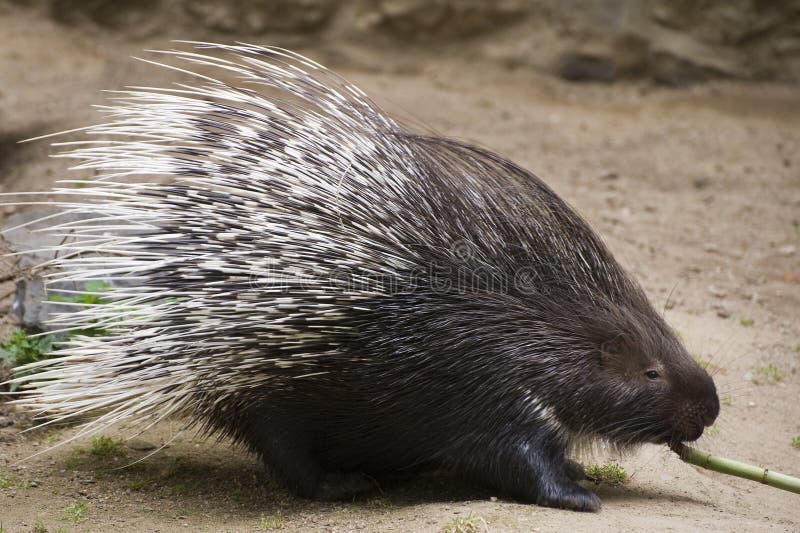 Istrice crestato indiano immagine stock. Immagine di bianco - 10952925