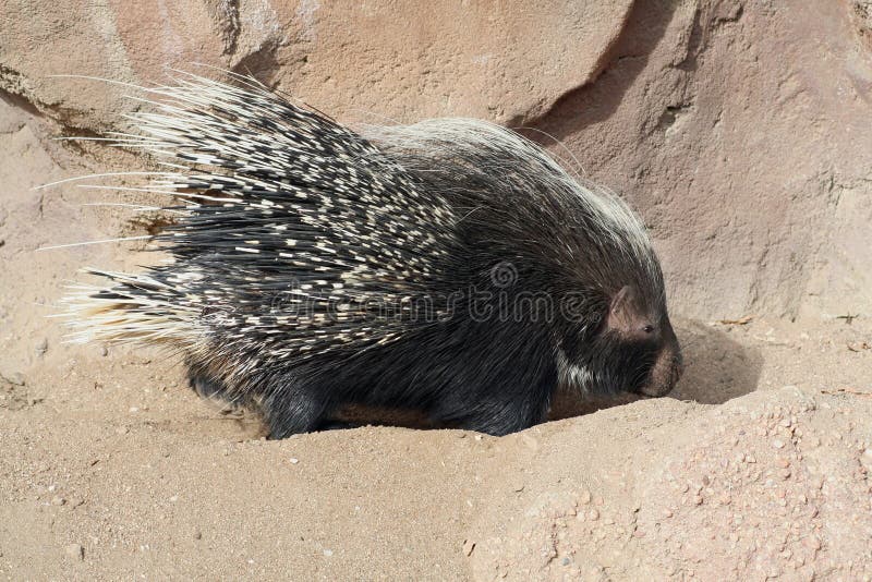 Istrice immagine stock. Immagine di difesa, setola, bianco - 2894725