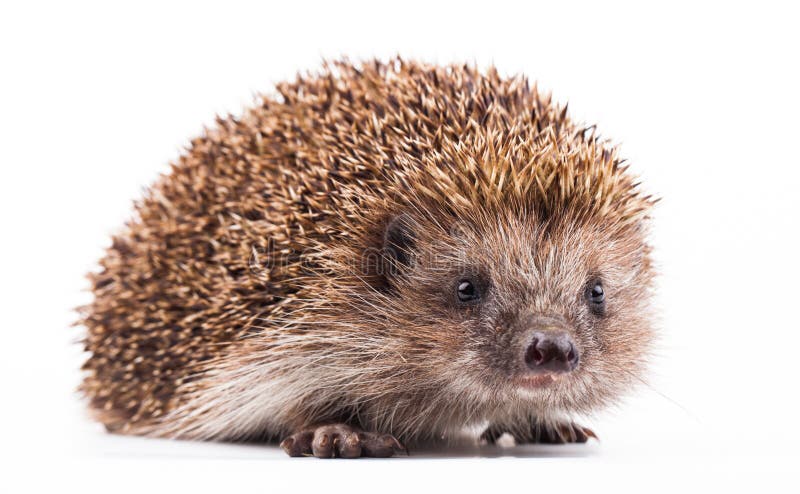 Istrice Selvaggio Isolato Su Bianco Fotografia Stock - Immagine di ...