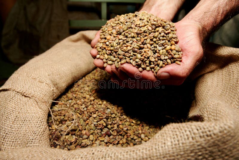 Processed Coffee for Export Stock Photo - Image of harvest, plant ...