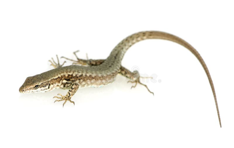 De Hagedis Van De Muur, Muralis Podarcis, En Gemeenschappelijke Pad ...