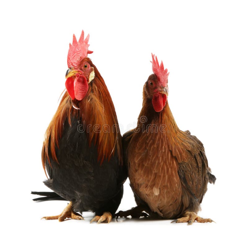 Italiaanse Rode Haan En Kip Stock Afbeelding - Image of ...